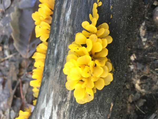 Colonial Cooking: Fairy Butter | Greenwich Historical Society